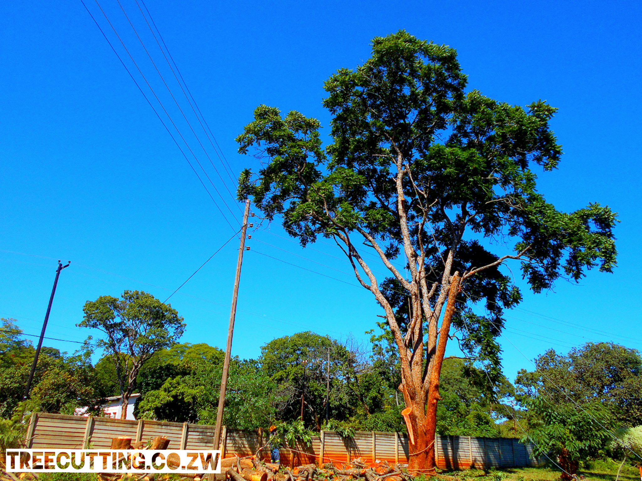 Gallery-Tree Cutting Services Harare | Tree Cutting Harare | Expert ...